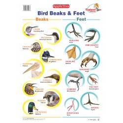 Bird Beaks & Feet Chart